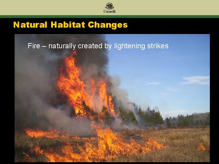 Biodiversity The number of different types of living