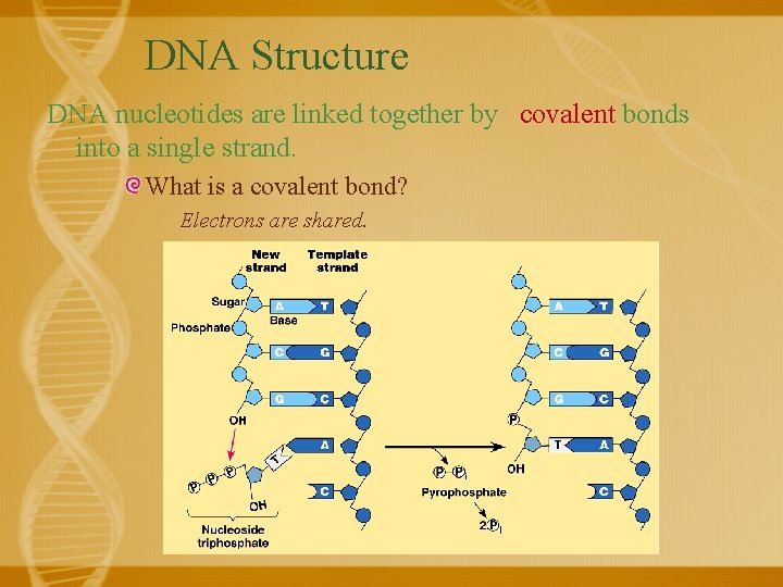 Structure and Replication of DNA Objectives 3 3