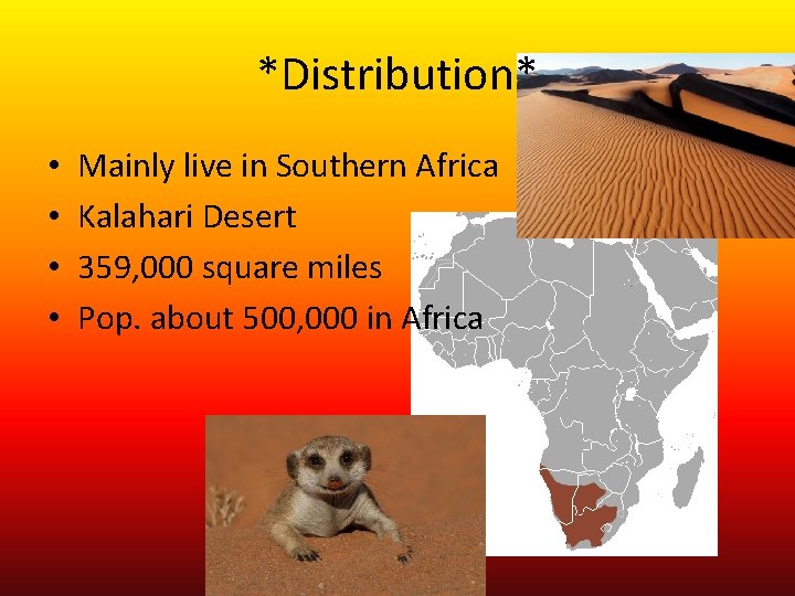 Meerkats By Hannah Karl Classification Kingdom Animalia Phylum