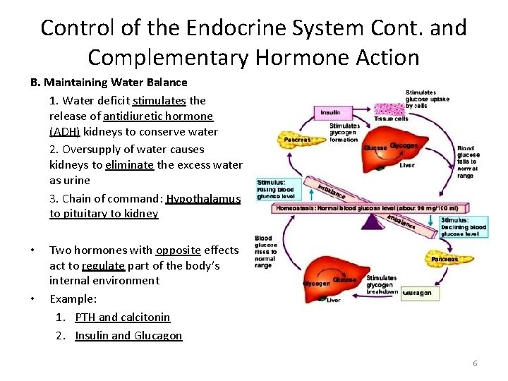 Endocrine System By Valentina Chen Period 2 1