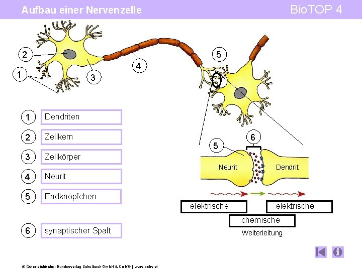 Bio TOP 4 Aufbau einer Nervenzelle schrittweiser Aufbau