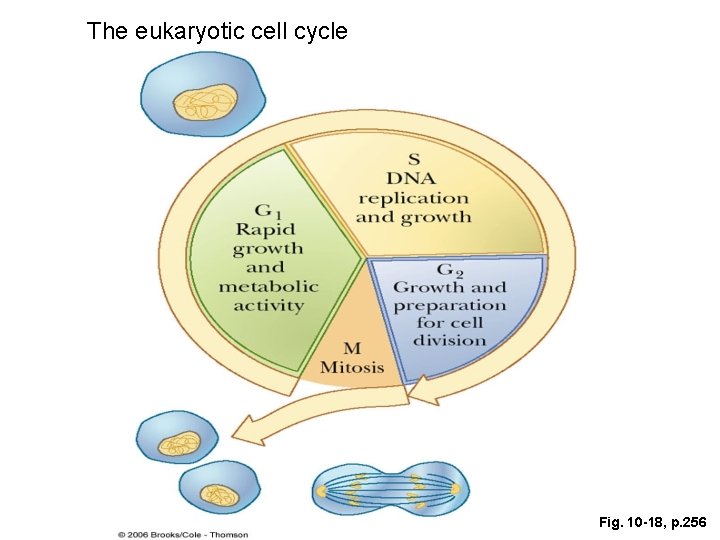 Prokaryotic cells divide by pinching in two Fig
