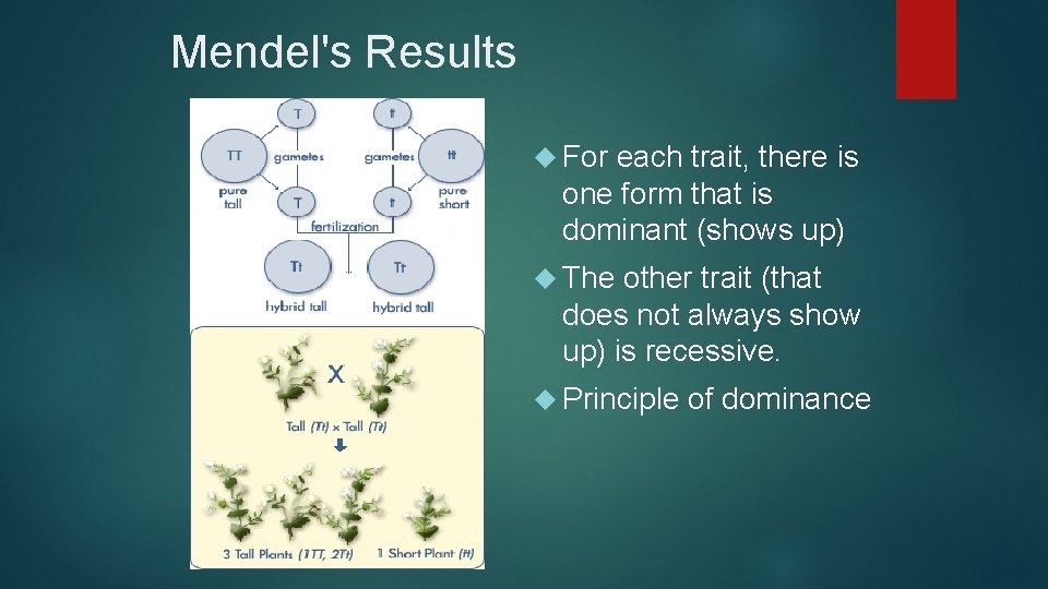 Biology CHAPTER 8 SECTION 1 PRINCIPLES OF GENETICSA