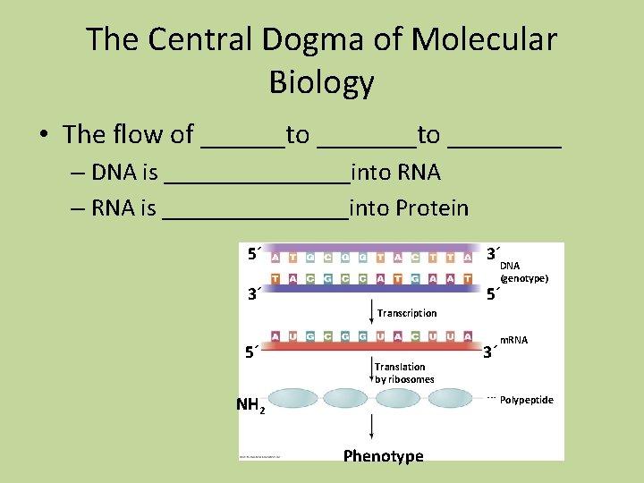 Chapter 7 Microbial Genetics The Blueprint of Life