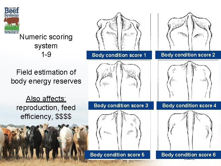 Body Condition Scoring Beef Cattle Kim Mullenix Ph