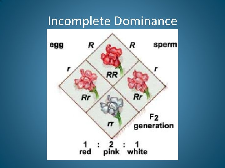 Classic Genetics a k a Mendelian Genetics Vocabulary