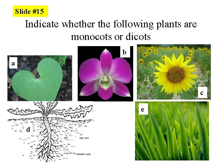 Biology 1 B Plant Lab Practical Practice Number