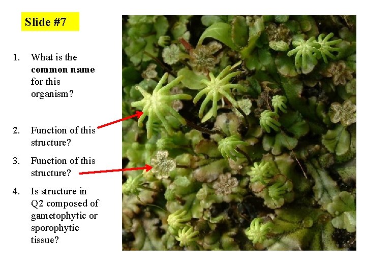 Biology 1 B Plant Lab Practical Practice Number