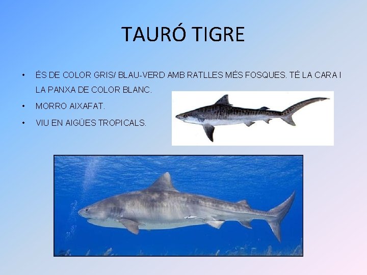 TIPUS DE TAURONS TAUR BLANC VIU PROP DE