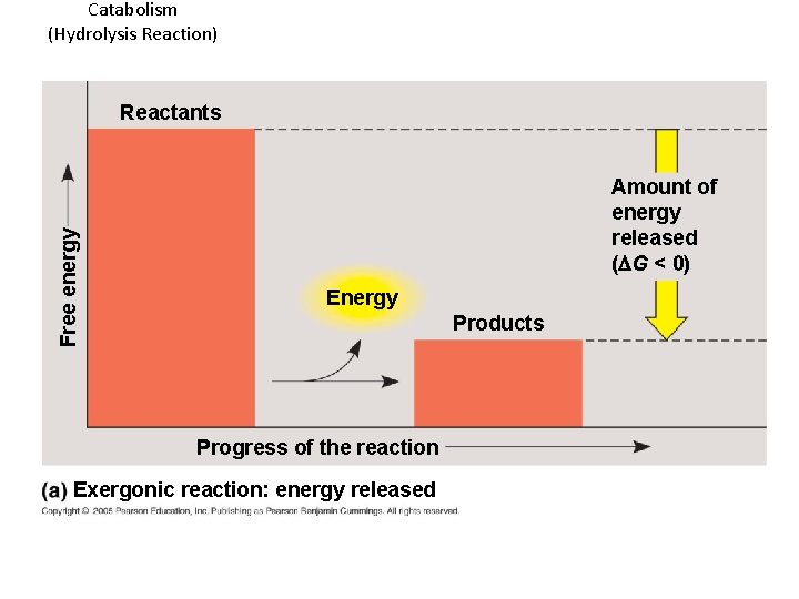 AP Biology Living Metabolism Part 1 Dehydration and