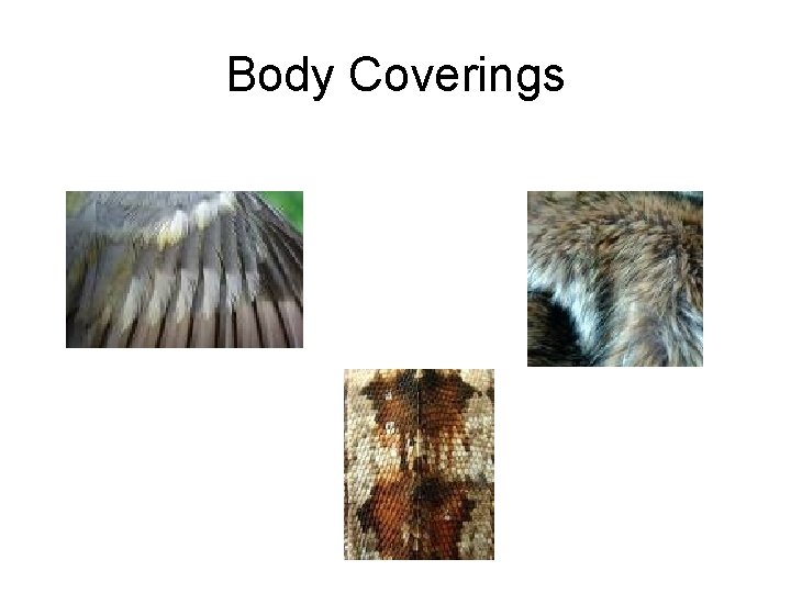 Animal Adaptations Body Parts Beaks Finches have different
