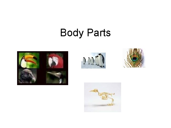 Animal Adaptations Body Parts Beaks Finches have different