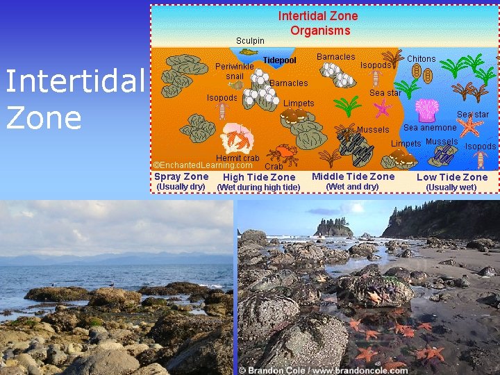Biomes Biome Biome a large region characterized by