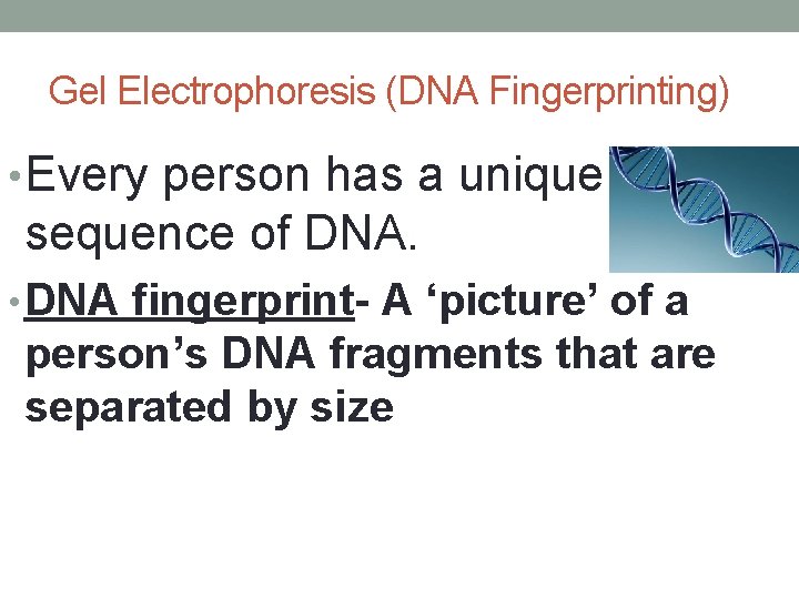 BIOTECHNOLOGY GEL ELECTROPHORESIS Our knowledge of the structure