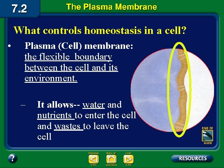 Cell membrane outline I Controls homeostasis II Selectively