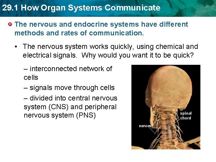 Biology Unit Twenty Eight Nervous System Mrs Pearsons