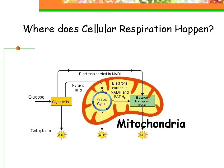 Cellular Respiration Fermentation Aerobic Cellular Respiration n The
