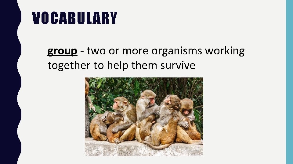 ANIMAL GROUPS 3 RD GRADE DAY 1 OBJECTIVE