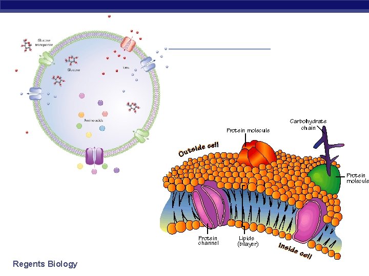 Cell Membranes Movement Across Them Regents Biology 2006