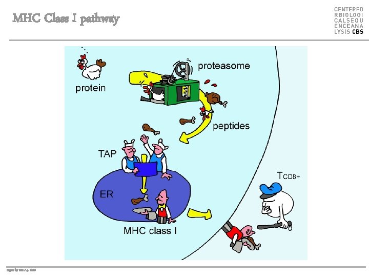 MHC Polymorphism MHC Class I pathway Figure by