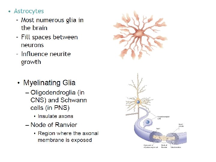 CBNS 106 Review Lecture 2 Brain Cells Neurons