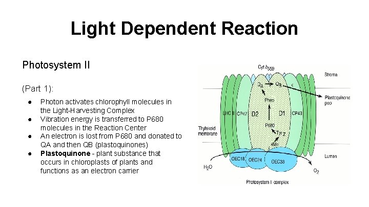 Photosynthesis Cellular Respiration By Zainab Arif Xena Nam