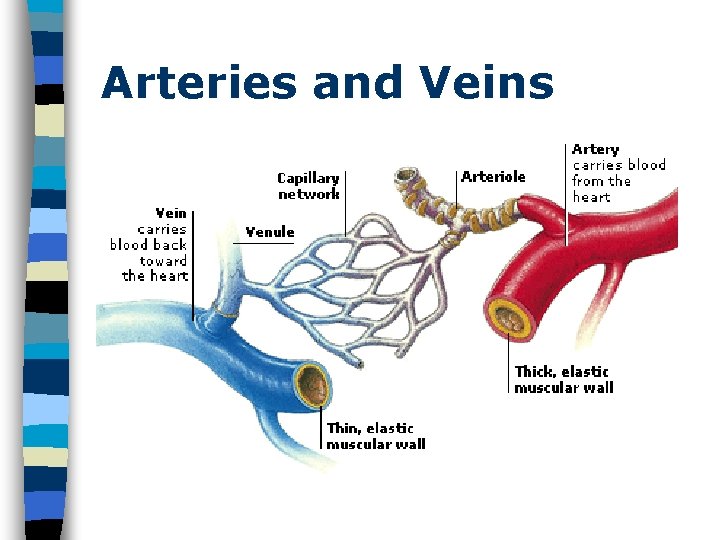 Blood Vessels Chapter 10 Section 10 1 Arteries Blood Vessels Chapter 10 Section 10 1 Arteries