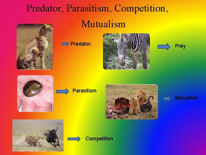 Savanna By Ema Hays and Sharon Marciante Diagram