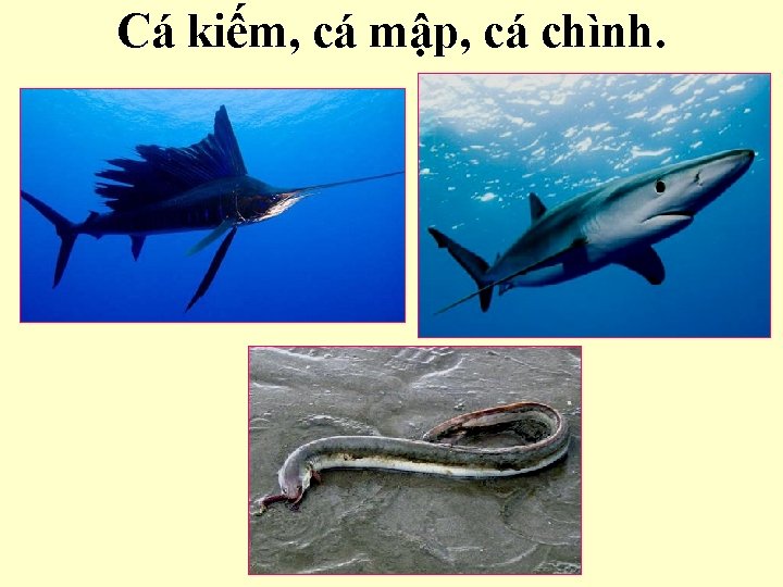 Luyn t v cu Kim tra bi c