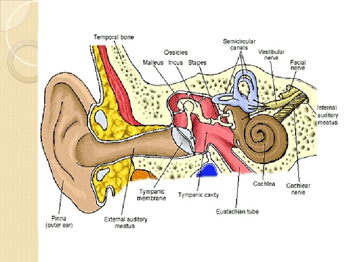 Eye and Ear Eye Bill Nye The Science