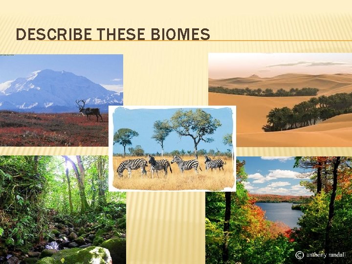 What is a Biome CHAPTER 6 1 Environmental