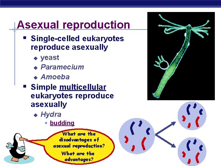 Chapter 13 Meiosis Sexual Reproduction AP Biology 2005
