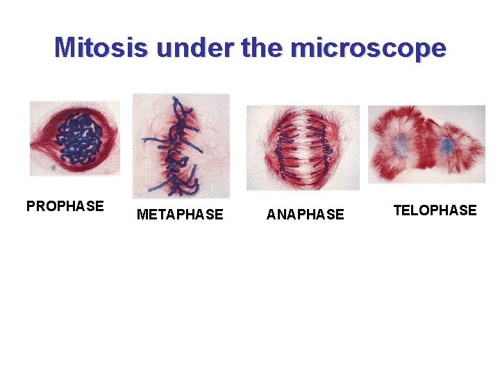 Cell Cycle and Cell Division BIG PICTURE Mitosis