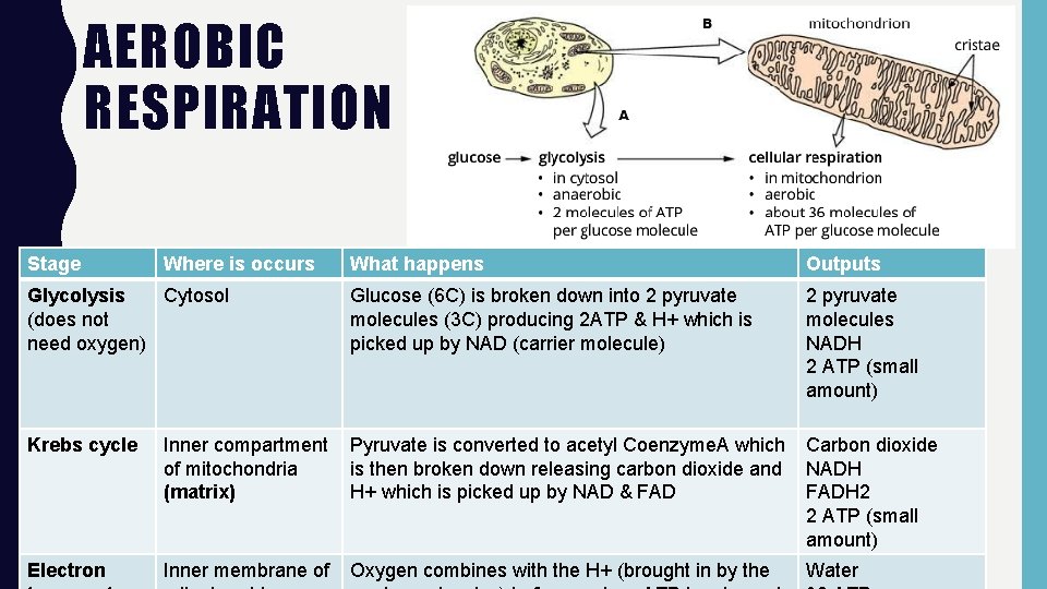 CELLULAR RESPIRATION AEROBIC AND ANAEROBIC ENERGY All cells