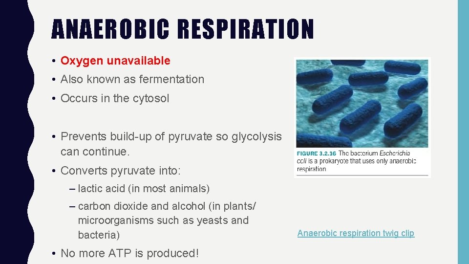 CELLULAR RESPIRATION AEROBIC AND ANAEROBIC ENERGY All cells