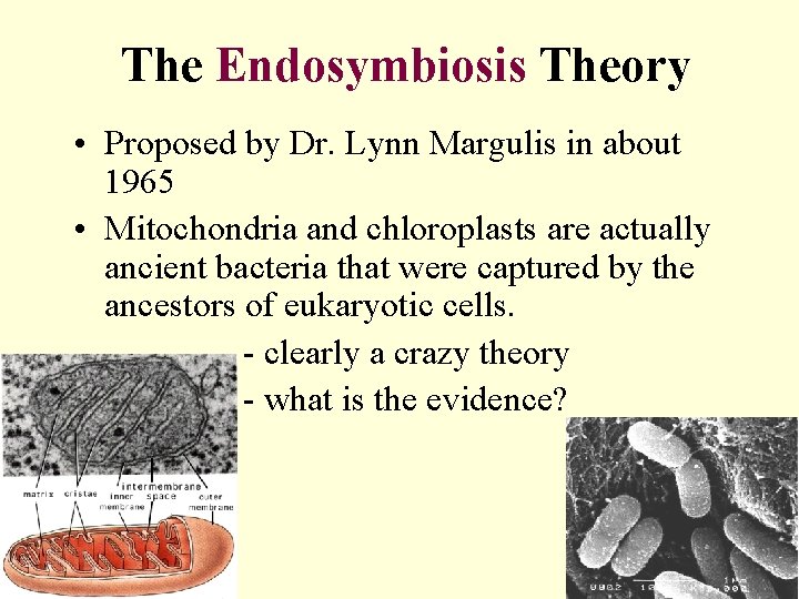 Teaching Biology with Bioinformatics Stuart M Brown Ph