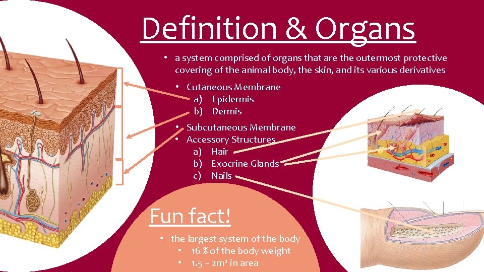 Integumentary System Definition Organs Function Tissue Cavities By