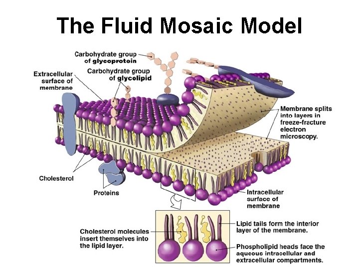 The Plasma Membrane Cell Membrane The Fluid Mosaic