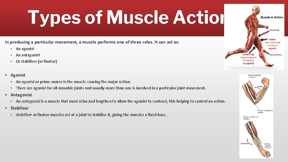 Muscular System Students Learn About Major muscles involved