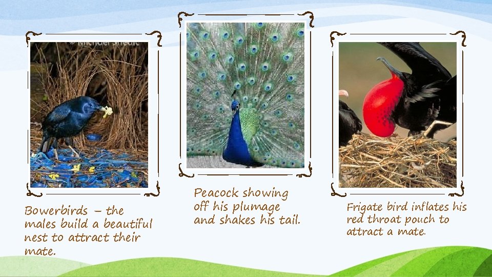 Reproductive Behavior Reproductive Behavior Key Question How do