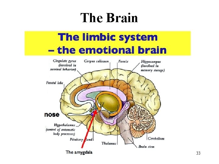 Emotion 1 Emotions are our bodys adaptive response
