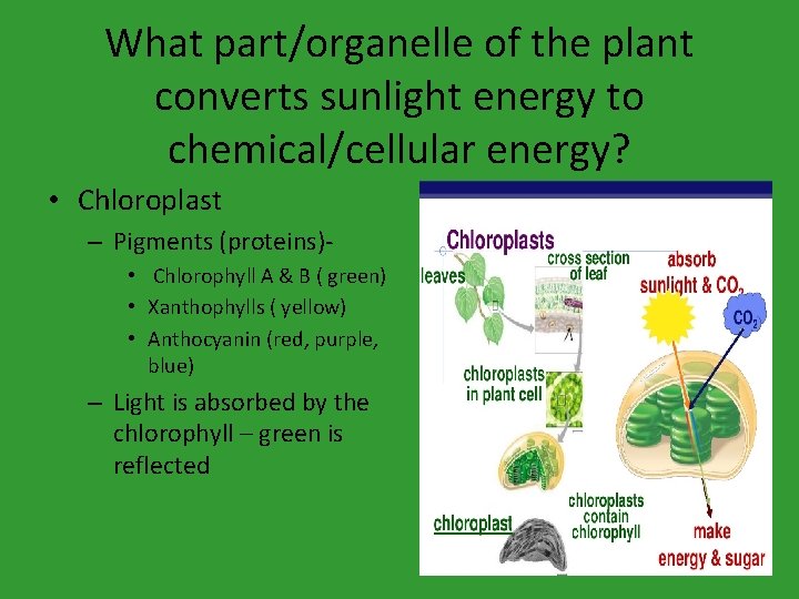 Photosynthesis Energy Visible light Cellular Respiration Photosynthesis 6