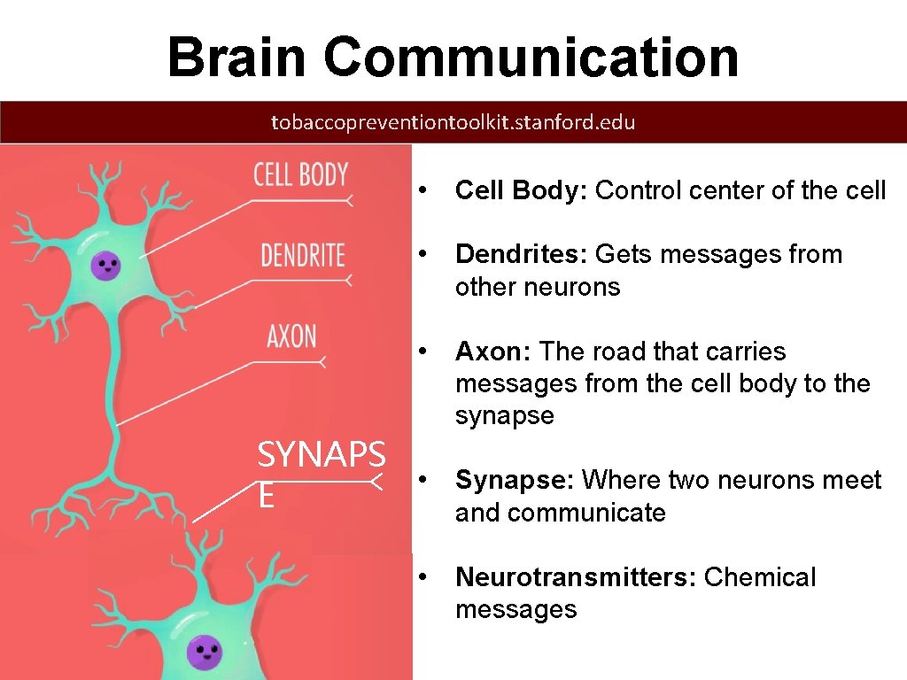 Brain 101 Stanford University In This Presentation tobaccopreventiontoolkit