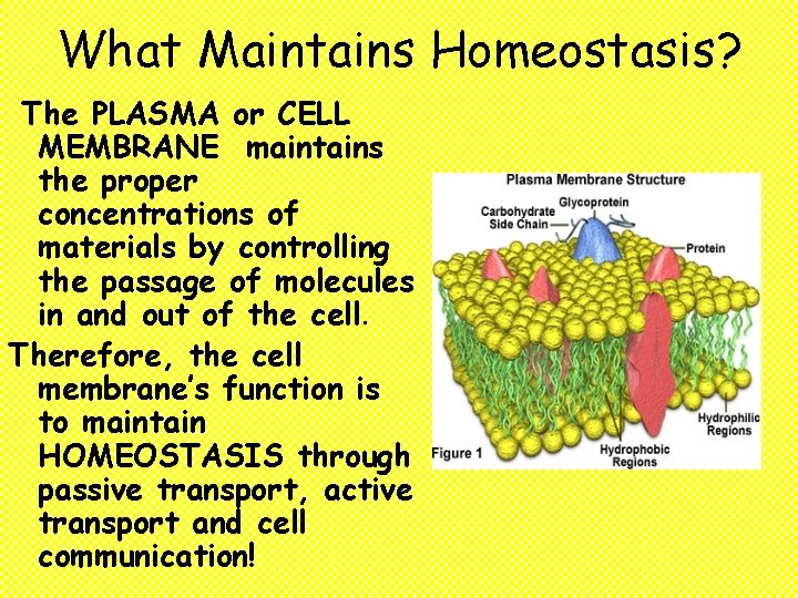 CELL MEMBRANE CELL TRANSPORT Homeostasis Maintaining a Balance