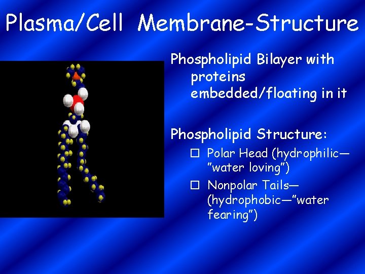 CELL MEMBRANE CELL TRANSPORT Homeostasis Maintaining a Balance