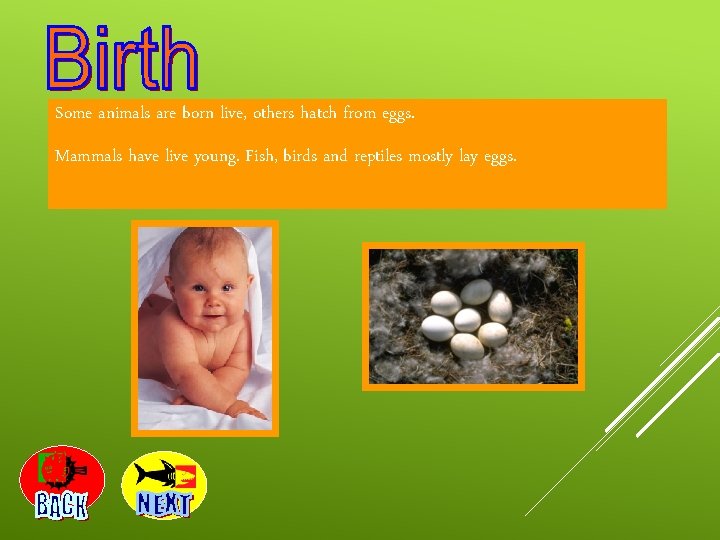 Birth Growth Reproduction Death Some animals are born