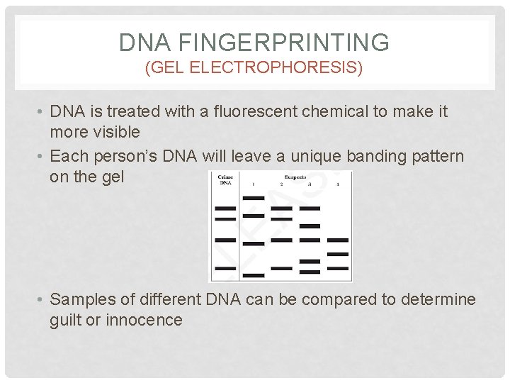 3 5 GENETIC MODIFICATION AND BIOTECHNOLOGY UNDERSTANDING Gel