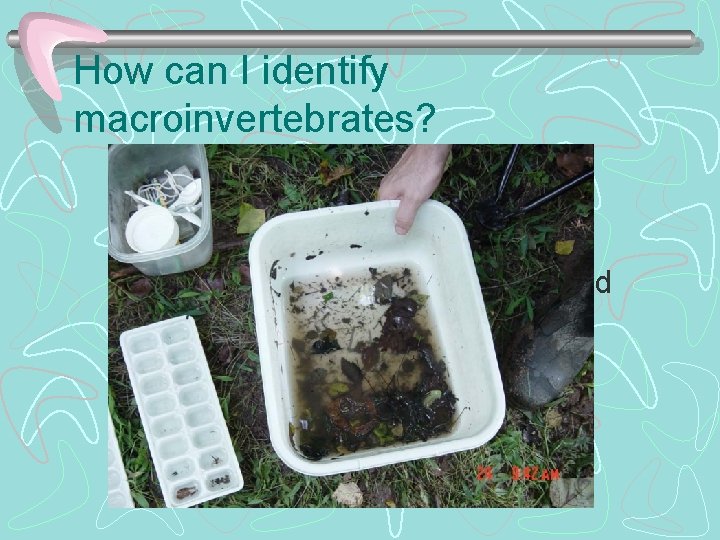 Macroinverte WHAT S Macroinvertebrates What are macroinvertebrates ...