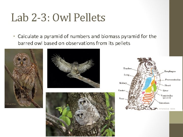 Food Webs and Pyramids Feeding Interactions Terms AutotrophProducers