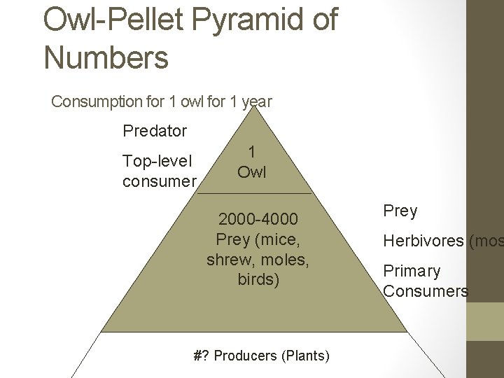 Food Webs and Pyramids Feeding Interactions Terms AutotrophProducers